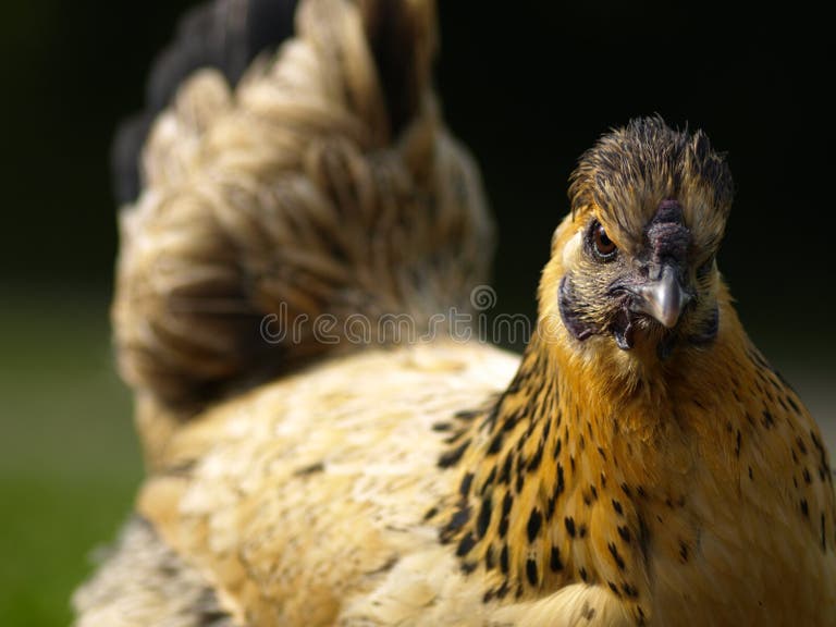 790 Angry Hen Stock Photos - Free & Royalty-Free Stock Photos from ...