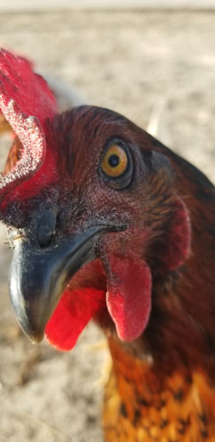 Angry Red Chicken in the Yard Stock Photo - Image of walks, fence: 57541688