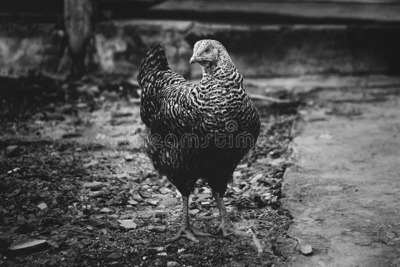 Angry Chicken in the Backyard Stock Photo - Image of angry, abandoned ...