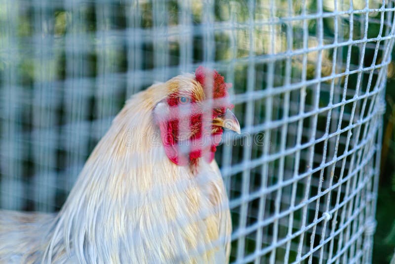 Angry Red Chicken in the Yard Stock Photo - Image of walks, fence: 57541688