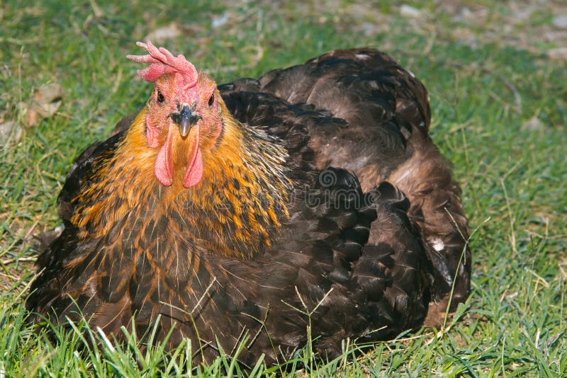 Angry Red Chicken in the Yard Stock Photo - Image of walks, fence: 57541688
