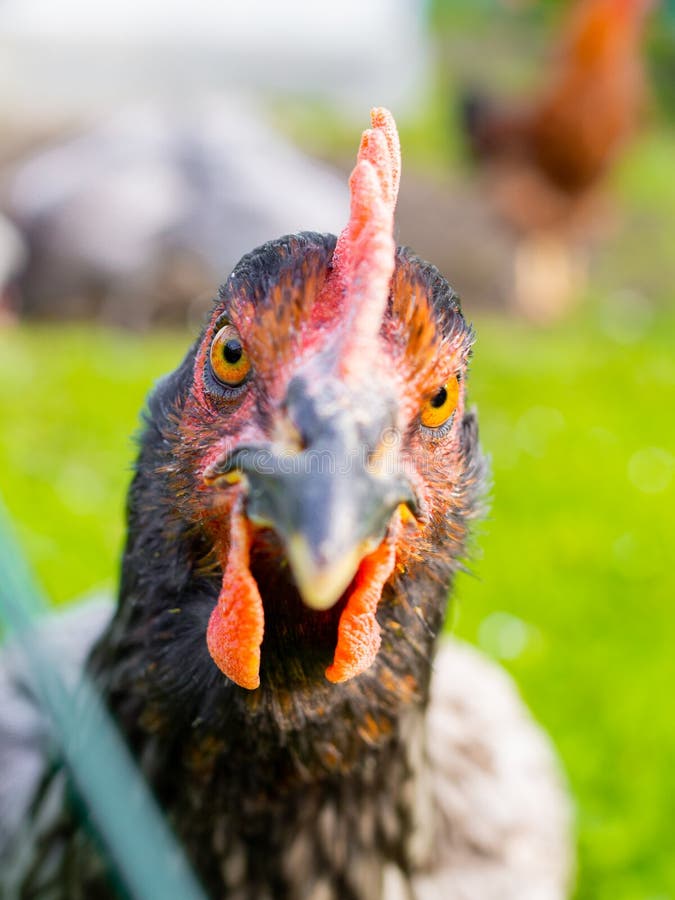 604 Angry Hen Photos - Free & Royalty-Free Stock Photos from Dreamstime