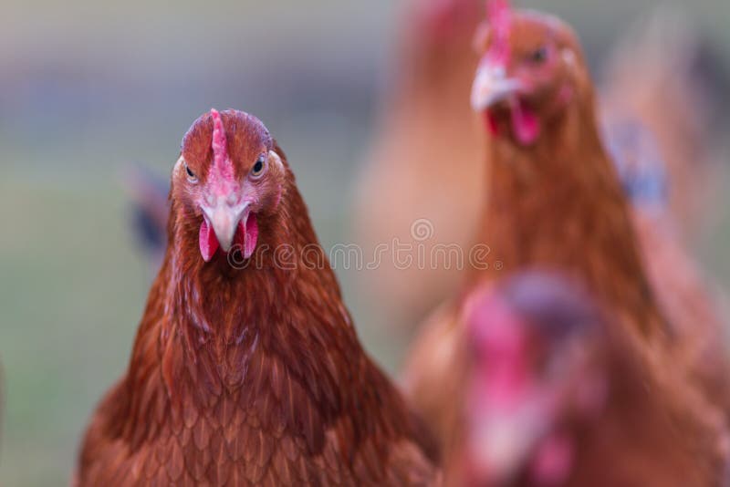 Angry Chicken Stock Photos - Download 906 Royalty Free Photos