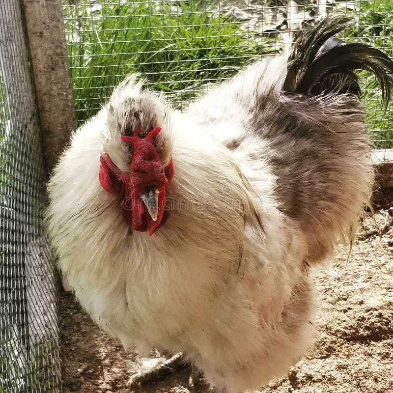 Angry Chicken stock photo. Image of silkie, rooster - 133974806