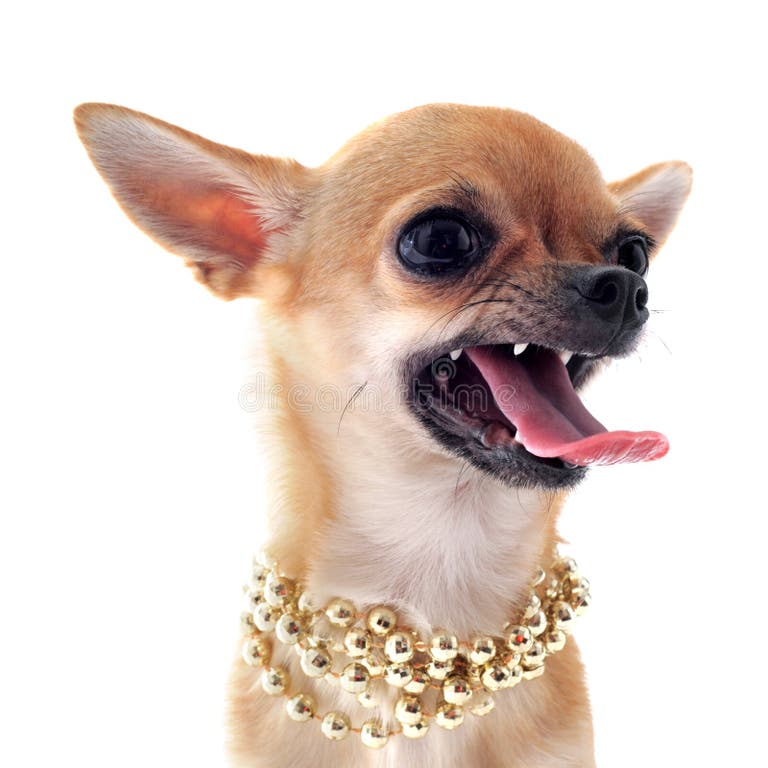 389 Angry Chihuahua Keychain Stock Photos - Free & Royalty-Free Stock ...