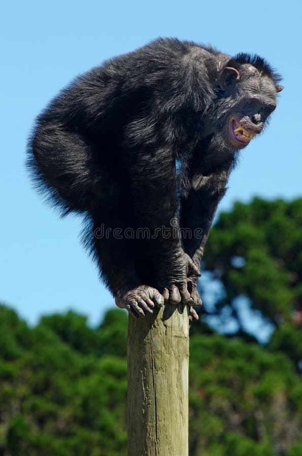 Chimpanzee stock image. Image of species, metal, jungle - 29864075
