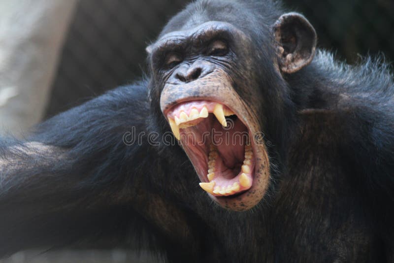 Angry Chimp Face