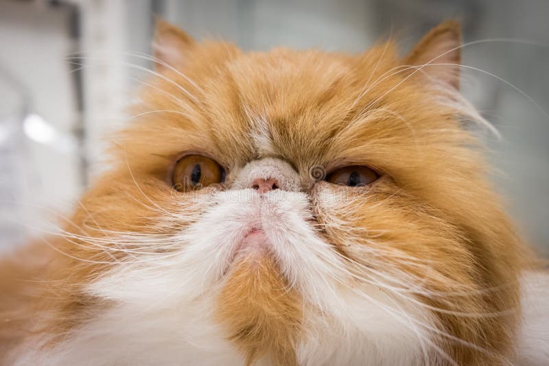 Angry Closeup Cat Portrait stock image. Image of long - 88735047