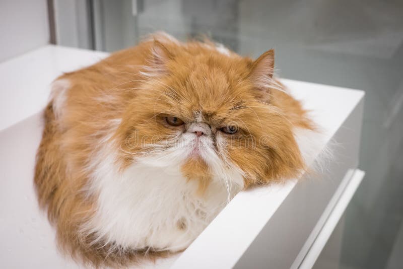 Angry Closeup Cat Portrait stock image. Image of lazy - 88735109