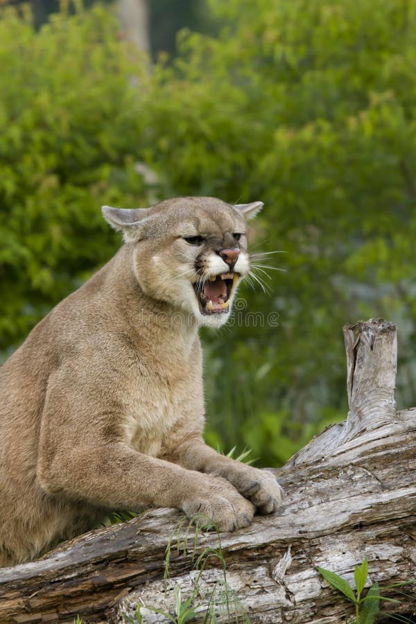 Puma Snarl Stock Photos - Free & Royalty-Free Stock Photos from Dreamstime