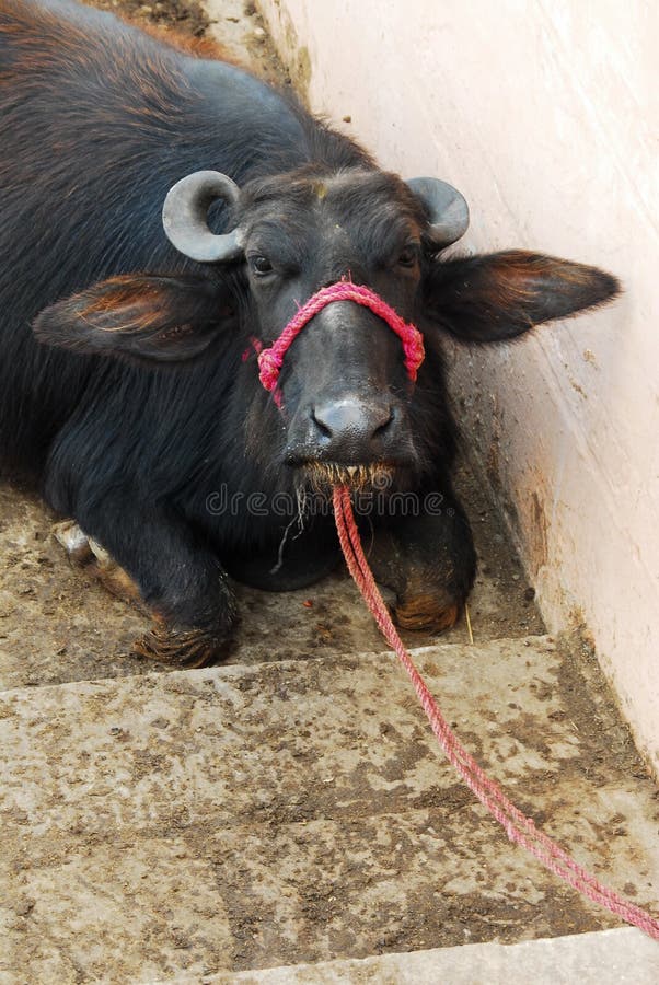 Angry cow stock image. Image of horn, beef, meadow, eyes - 3888241