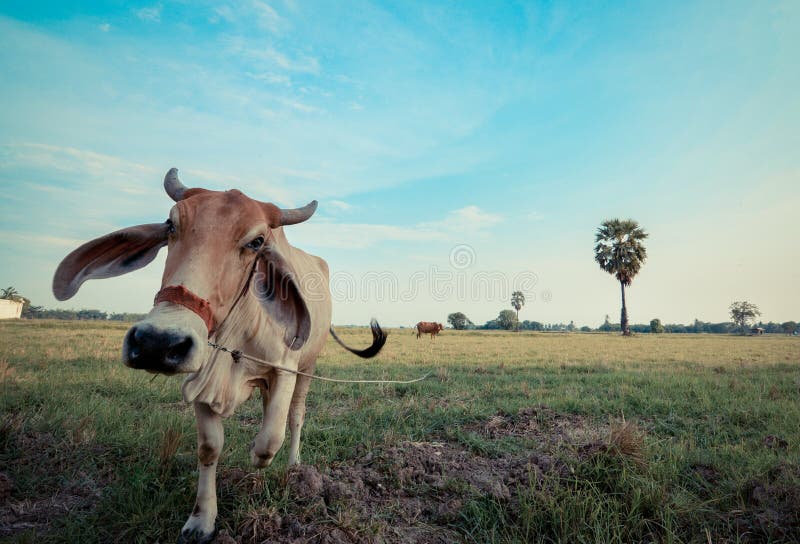 Angry Cow Stock Photos - Download 7,670 Royalty Free Photos