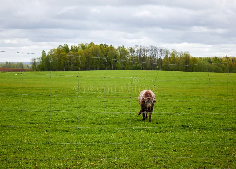 An Angry Cow on a Green Meadow Stock Photo - Image of agriculture, beef ...