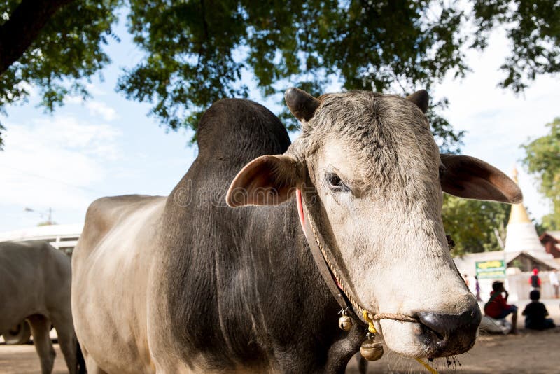 Angry Cow Stock Photos - Download 7,670 Royalty Free Photos