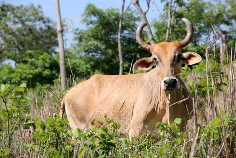 Angry Cow Looks People while they Walk Stock Image - Image of forest ...