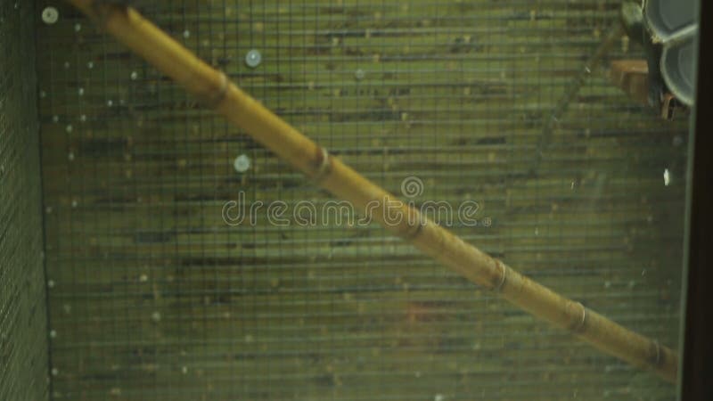 Angry pygmy marmoset stock photo. Image of park, brown - 15592408