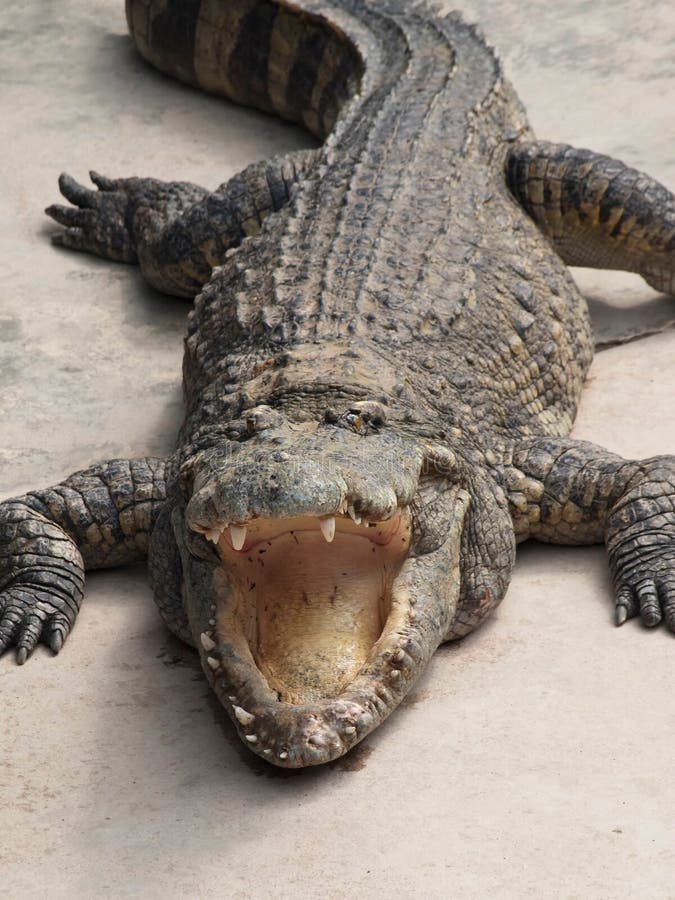 Angry crocodile stock image. Image of teeth, skin, carnivore - 13382289