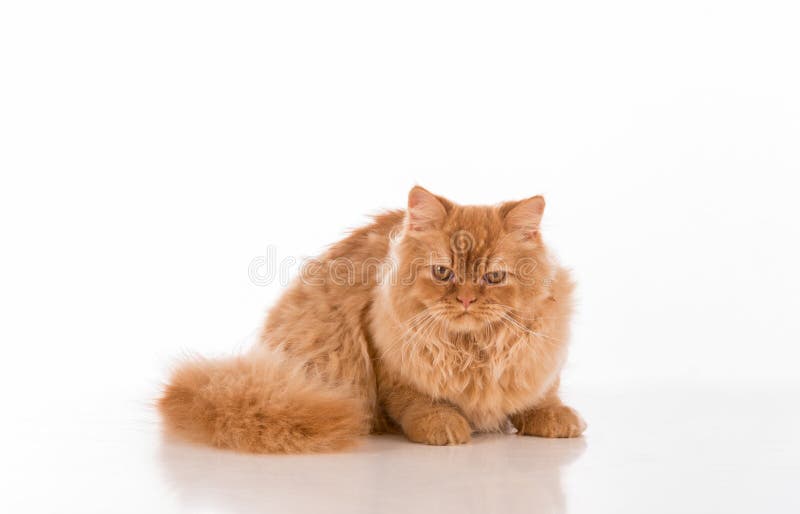 Angry and Curious British Longhair Cat Lying on the White Desk. Stock ...