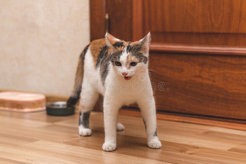 Angry Cute Multi-colored Kitten is on the Floor and Angrily Meows Stock ...