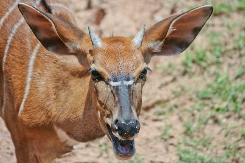 Angry deer stock image. Image of summer, angry, stag - 22571185