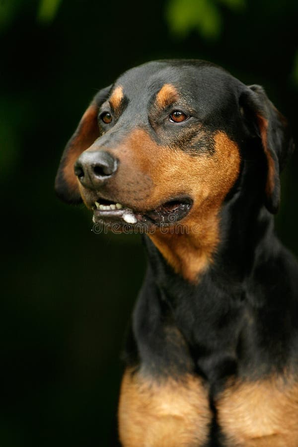 Angry doberman dog stock image. Image of glad, haired - 14448145