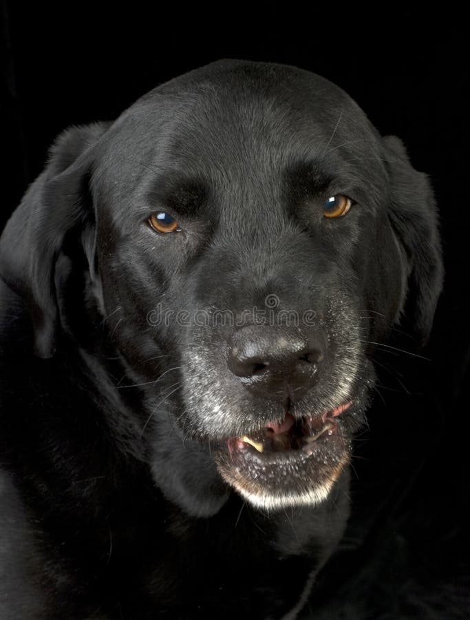 Angry dog stock image. Image of pooch, nose, puppy, black - 11141529