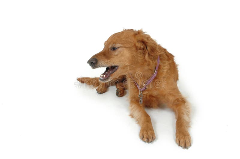 Two dogs shouting stock image. Image of barking, open - 39255545