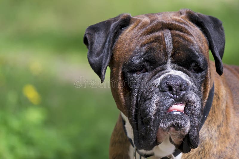 Angry dog stock image. Image of portrait, domestic, face - 24733245