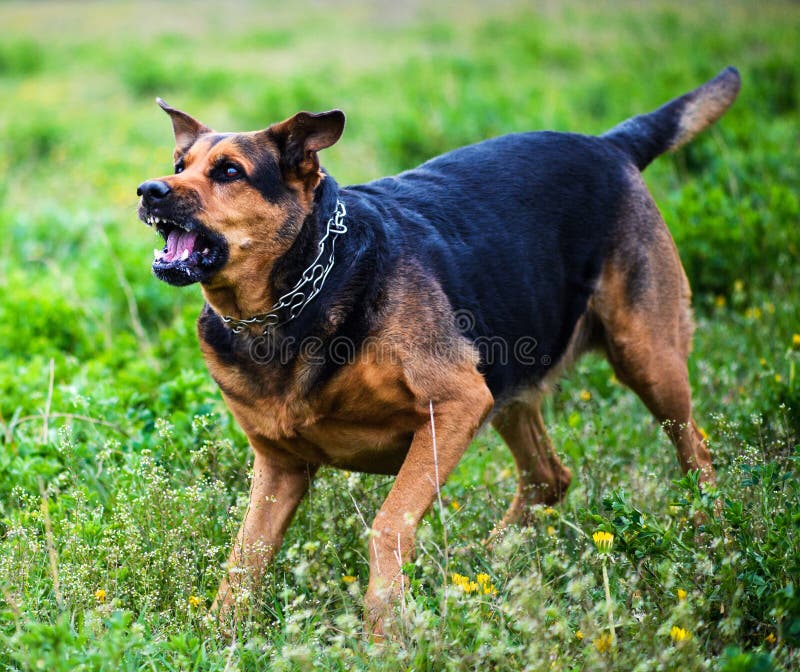 Angry Dog Attacks. the Dog Looks Aggressive and Dangerous Stock Photo ...
