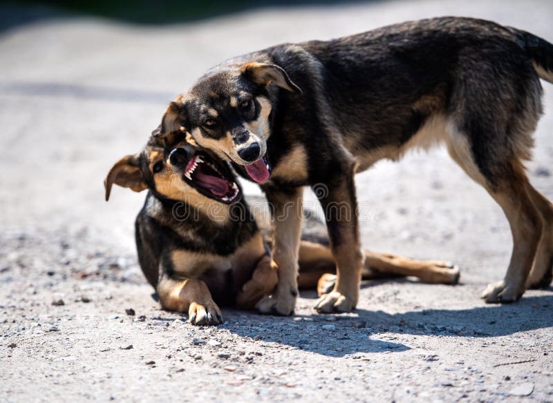 Angry Dog Attacks. the Dog Looks Aggressive and Dangerous Stock Image ...