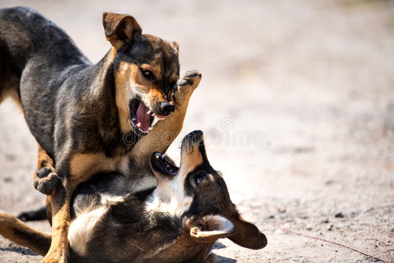 Angry Dog Attacks. the Dog Looks Aggressive and Dangerous Stock Image ...