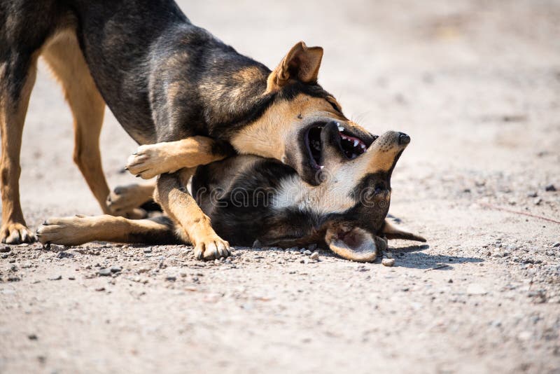 Angry Dog Attacks. the Dog Looks Aggressive and Dangerous Stock Photo ...