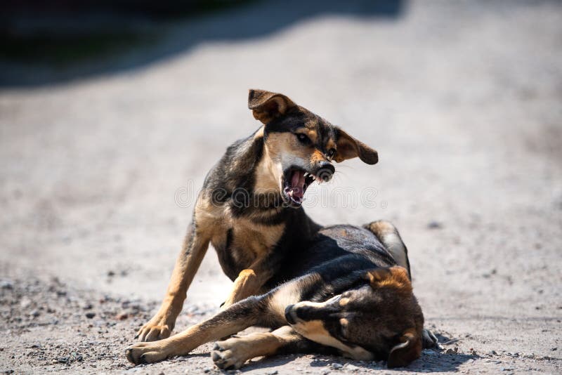 Angry Dog Attacks. the Dog Looks Aggressive and Dangerous Stock Photo ...