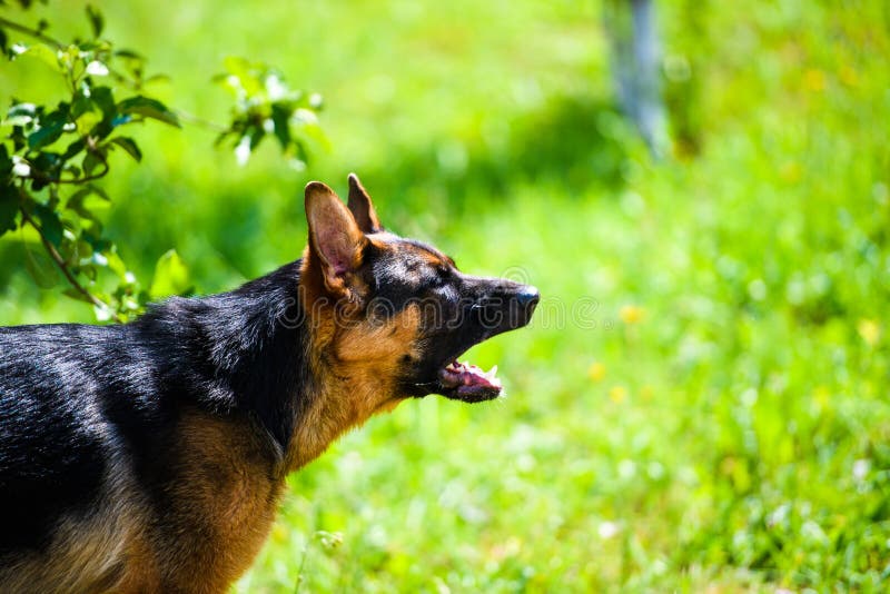 1,011 Aggressive German Shepherd Stock Photos - Free & Royalty-Free ...