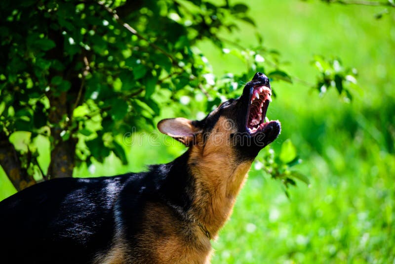 Aggressive German Shepherd Stock Images - Download 691 Royalty Free Photos