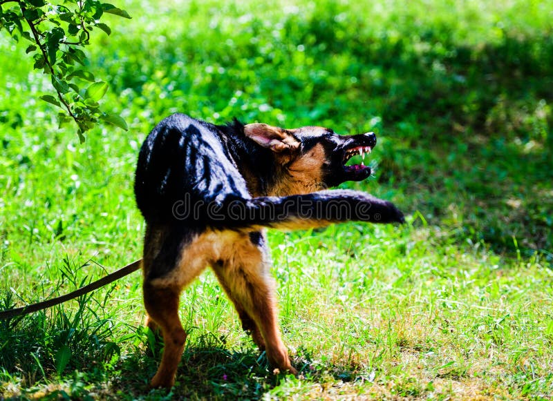 46+ Angry german dog Free Stock Photos - StockFreeImages