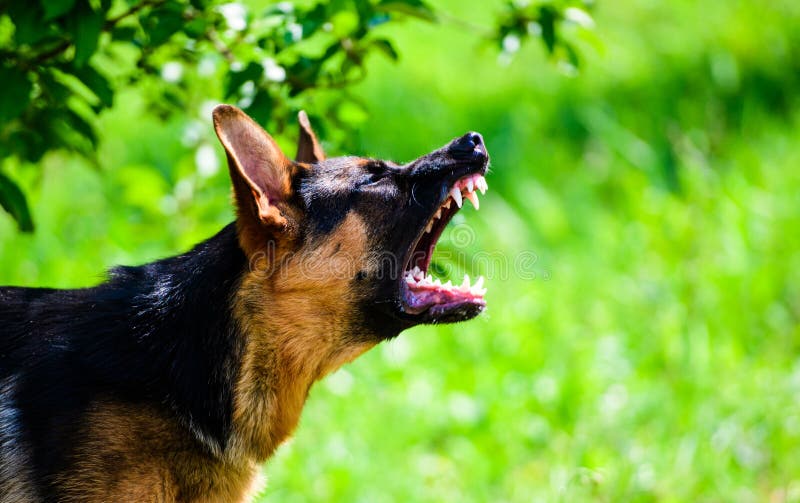 Angry Dog Attacks. the Dog Looks Aggressive and Dangerous Stock Photo ...