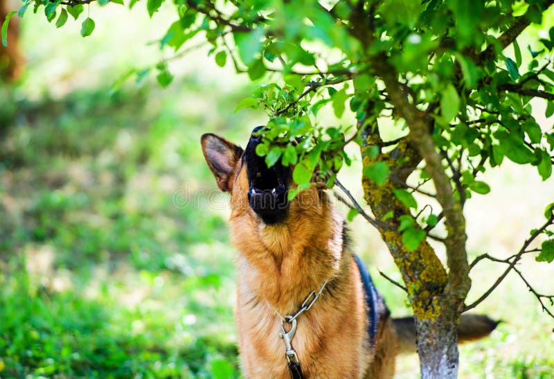 Angry Dog Attacks. the Dog Looks Aggressive and Dangerous Stock Image ...
