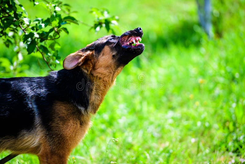 Angry German Shepherd