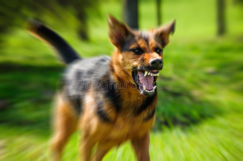Angry dog with bared teeth stock image. Image of scared - 12699163