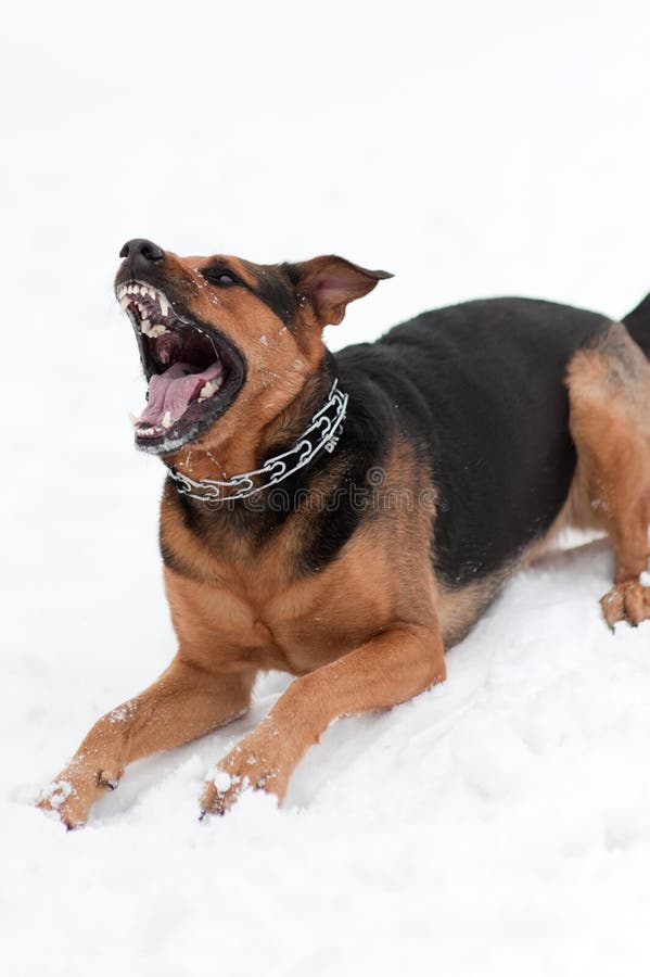 Angry dog with bared teeth stock photo. Image of intimidating - 18830240