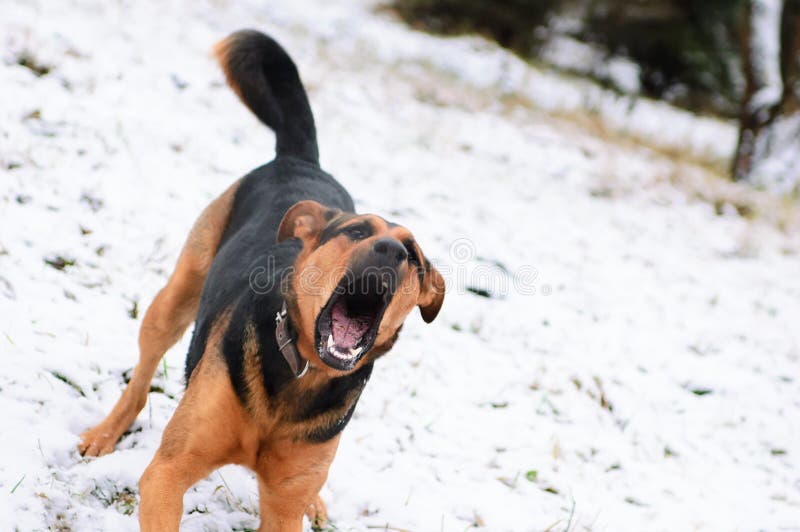 Angry dog with bared teeth stock image. Image of scared - 12699163
