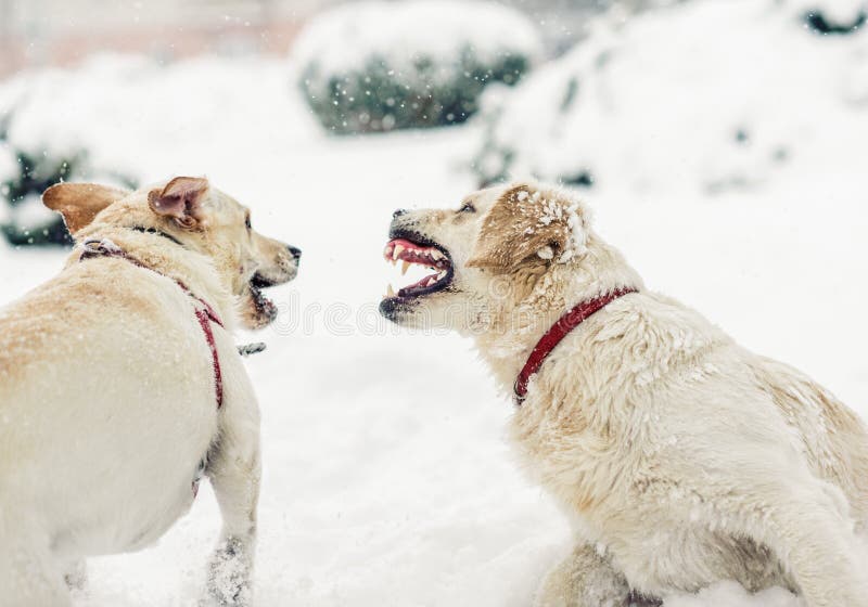 Angry dog with bared teeth stock image. Image of scared - 12699163