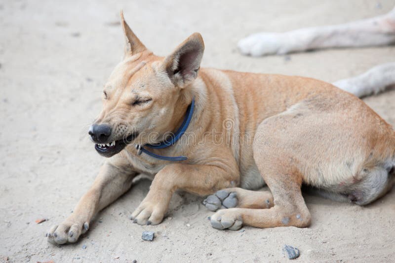 Angry dog with bared teeth stock image. Image of scared - 12699163