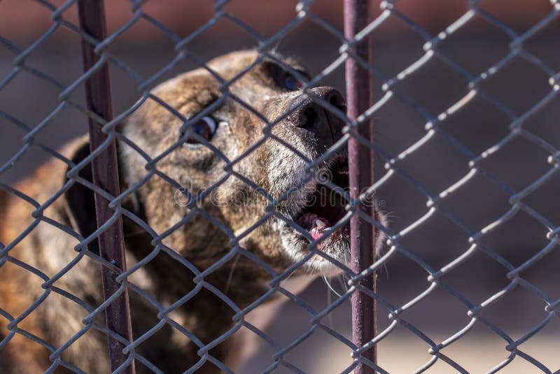 Angry Dog Barking Behind a Metal Fence Stock Photo - Image of ...