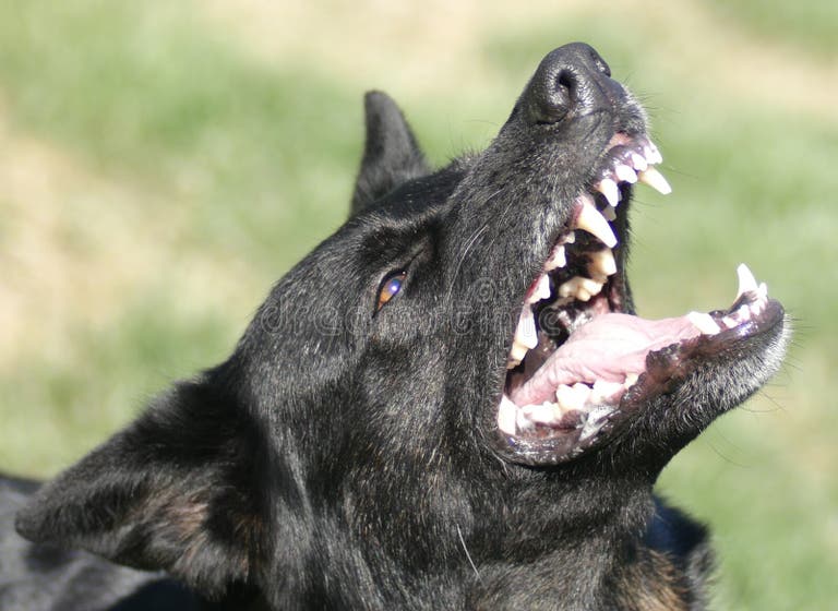 118 Angry Shepard Dog Stock Photos - Free & Royalty-Free Stock Photos ...