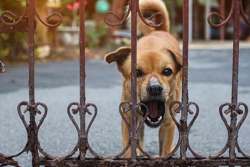 Angry Dog is Barking Inside the Fence Stock Photo - Image of design ...