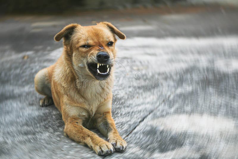 Angry Dog Barking Inside Fence Stock Photos - Free & Royalty-Free Stock ...