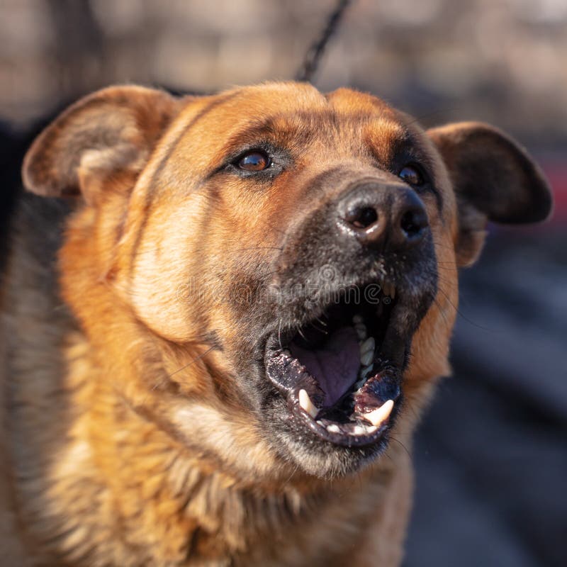 An Angry Dog Barks Near the House Stock Image - Image of anger, canine ...