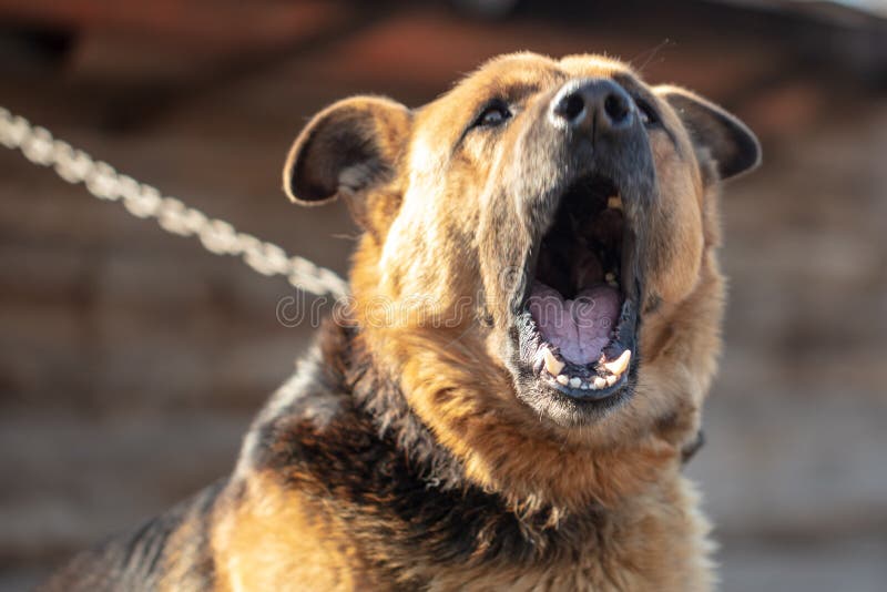 An Angry Dog Barks Near the House Stock Photo - Image of vicious ...